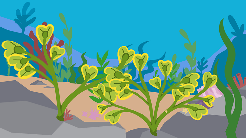 What is an ocean habitat? - KS1 Science curriculum - BBC Bitesize