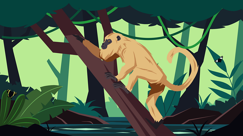 What is a rainforest habitat? - KS1 Science curriculum - BBC Bitesize