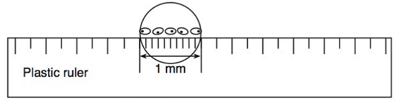 What is microscopy, size and magnification in GCSE Biology? - BBC Bitesize