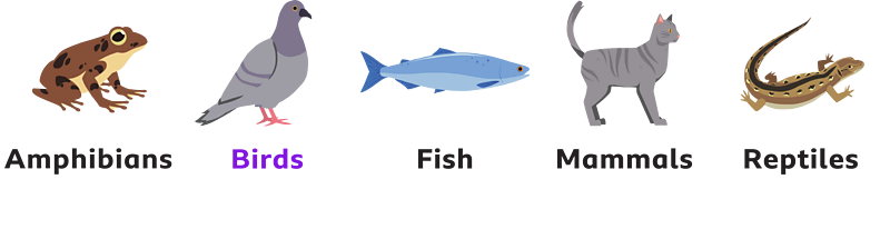 What are birds? KS1 Science curriculum - BBC Bitesize