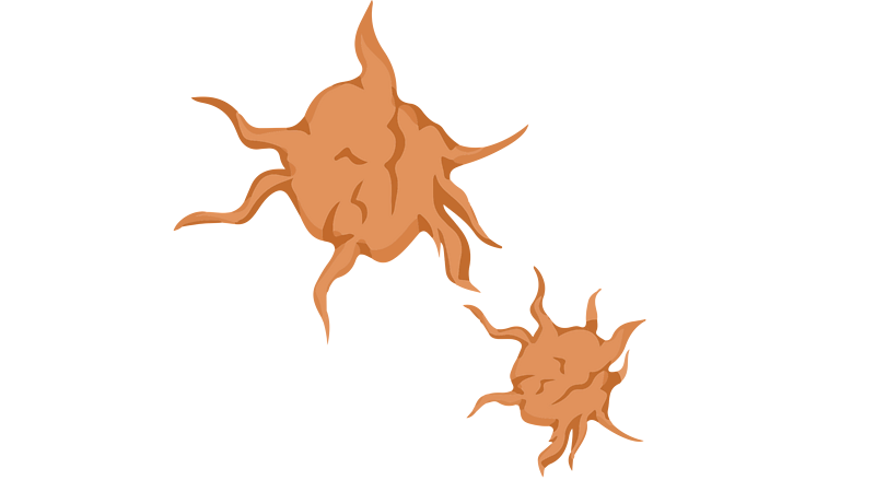 What is science? – KS1 Science curriculum - BBC Bitesize