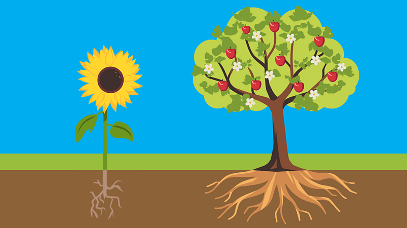 Plants - Year 1 Science - BBC Bitesize