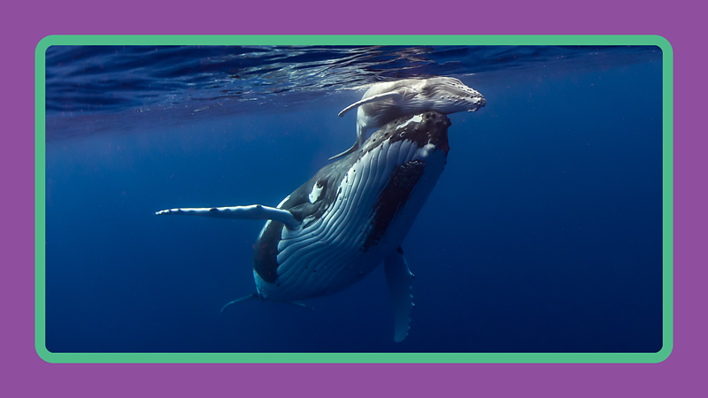 How do animals reproduce – KS2 Science curriculum - BBC Bitesize