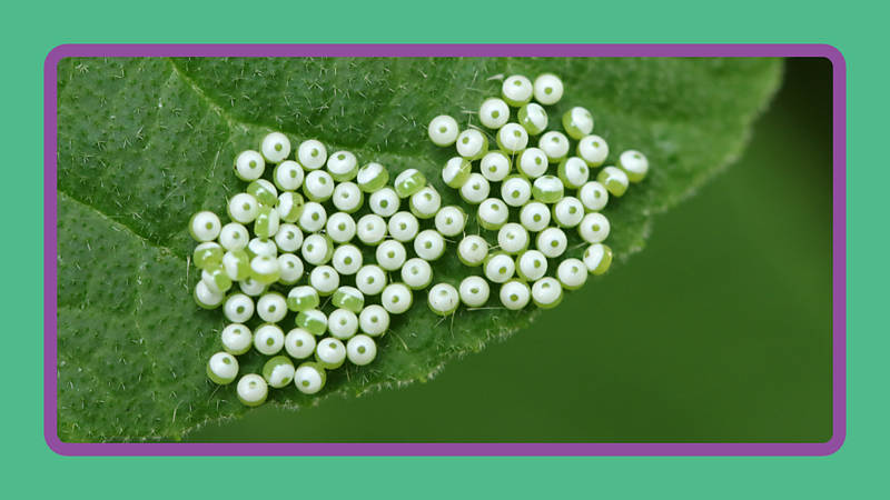 How do animals reproduce – KS2 Science curriculum - BBC Bitesize