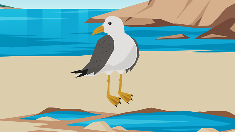 What is a coastal habitat? - KS1 Science curriculum - BBC Bitesize
