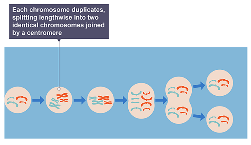 What are the different types of cell division in GCSE Biology? - BBC ...