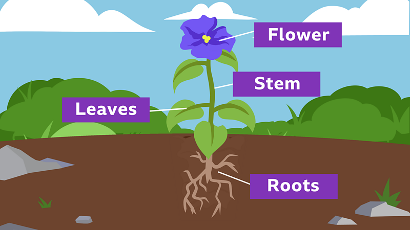 The structure of flowering plants - KS2 Science curriculum - BBC Bitesize