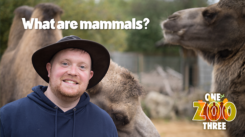 Animals including humans - KS1 Science - BBC Bitesize