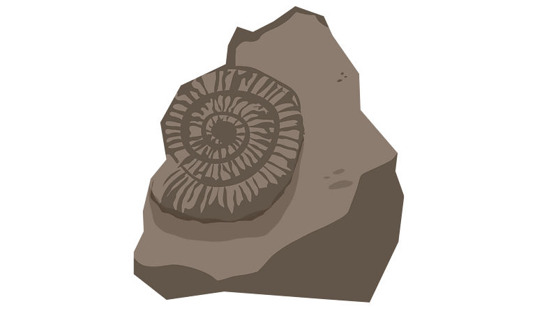 Fossils – KS2 Science curriculum - BBC Bitesize