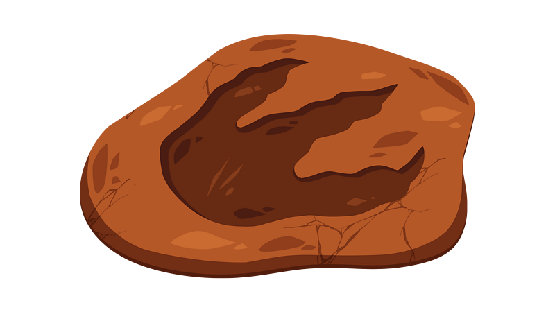 Fossils – KS2 Science curriculum - BBC Bitesize