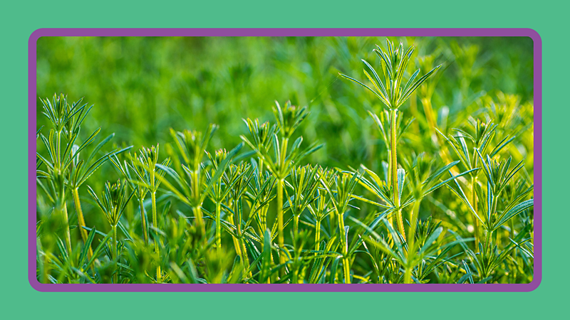 Pollination and seed spreading – KS2 Science curriculum - BBC Bitesize