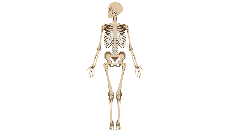 What are the parts of the human body? - KS1 Science curriculum - BBC ...