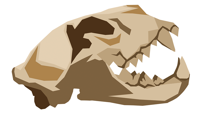 Teeth – KS2 Science curriculum - BBC Bitesize