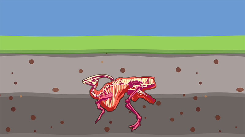 Fossils – KS2 Science curriculum - BBC Bitesize