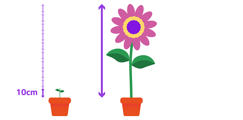 Multiplication as scaling – KS2 Maths resources for Year 4 - BBC Bitesize