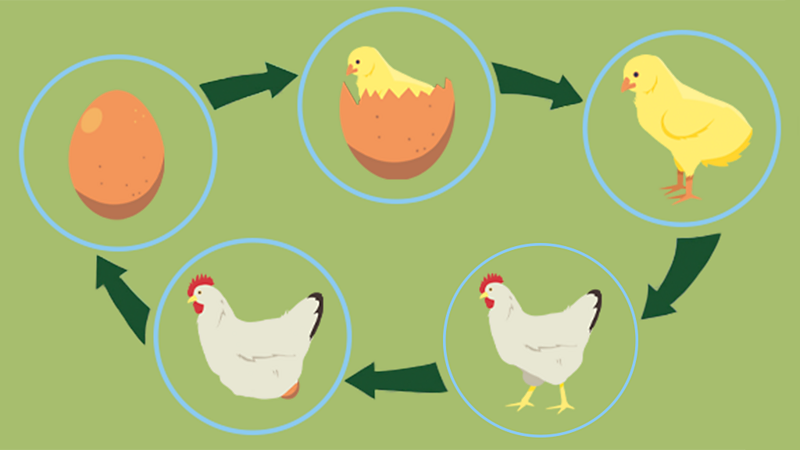 What is a life cycle? – KS2 Science curriculum - BBC Bitesize