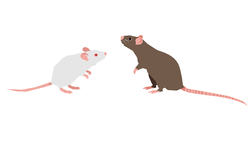 How are sounds made? – KS2 Science curriculum - BBC Bitesize