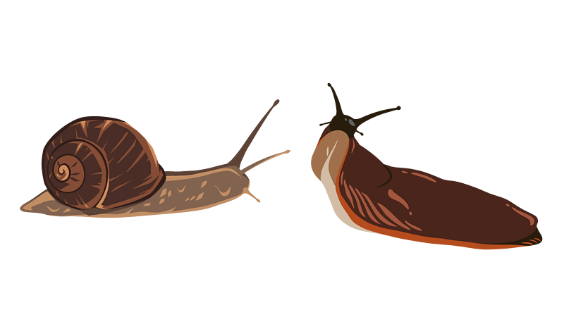 The circulatory system – KS2 Science curriculum - BBC Bitesize