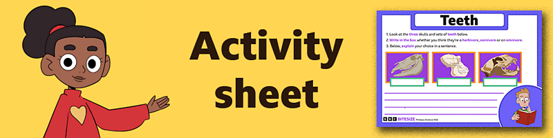 Teeth – KS2 Science curriculum - BBC Bitesize