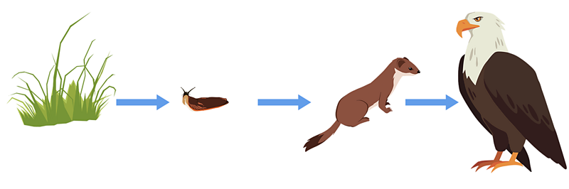 What is a food chain? – KS2 Science curriculum - BBC Bitesize