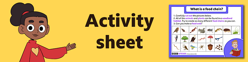 What is a food chain? – KS2 Science curriculum - BBC Bitesize