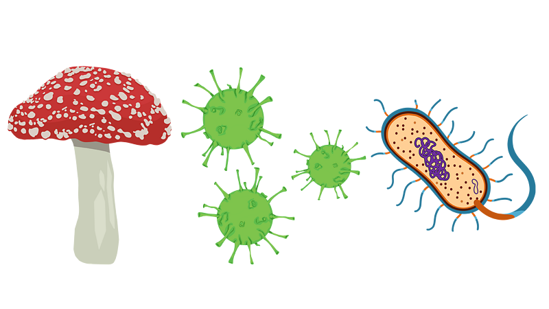 What is a microorganism? – KS2 Science curriculum - BBC Bitesize