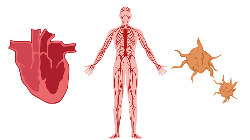 The circulatory system – KS2 Science curriculum - BBC Bitesize