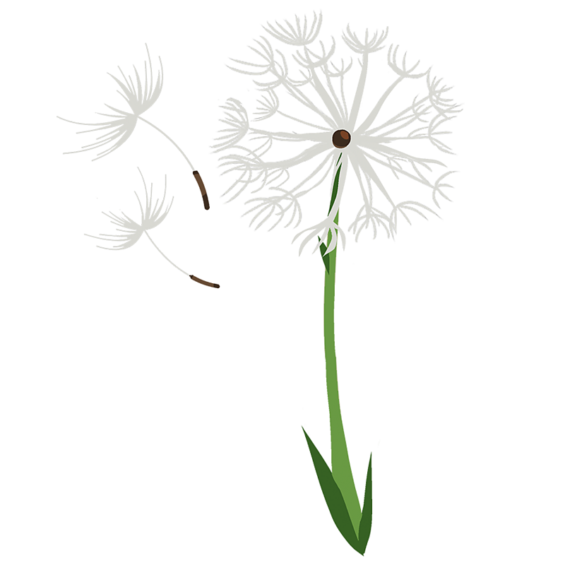 Reproduction in flowering plants – KS2 Science curriculum - BBC Bitesize