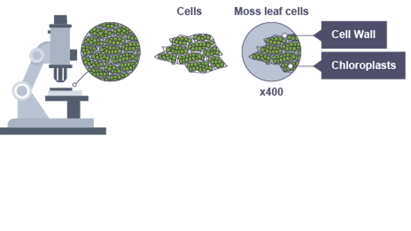 What is microscopy, size and magnification in GCSE Biology? - BBC Bitesize