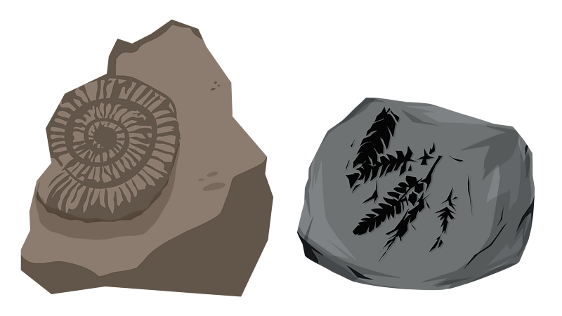 What can fossils tell us? – KS2 Science curriculum - BBC Bitesize