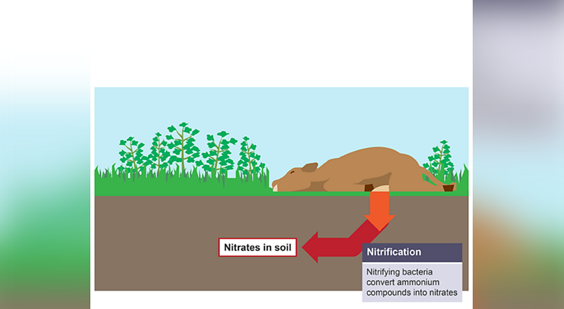 What is the nitrogen cycle in GCSE Biology? - BBC Bitesize