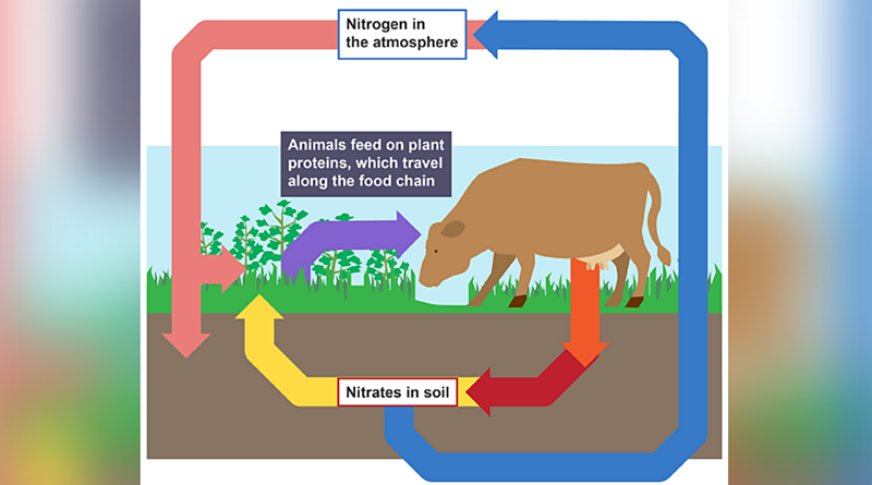 What is the nitrogen cycle in GCSE Biology? - BBC Bitesize