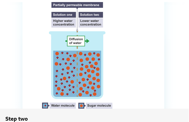 What is the role of osmosis in GCSE Biology? - BBC Bitesize