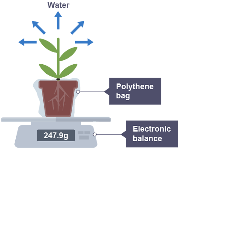 What is the role of osmosis in GCSE Biology? - BBC Bitesize