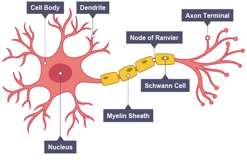 What is the role of the nervous system in GCSE Biology? - BBC Bitesize
