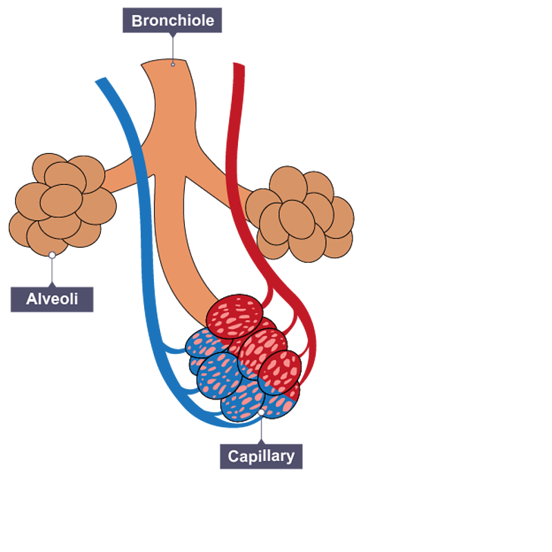 How does the respiratory system function in GCSE Biology? - BBC Bitesize