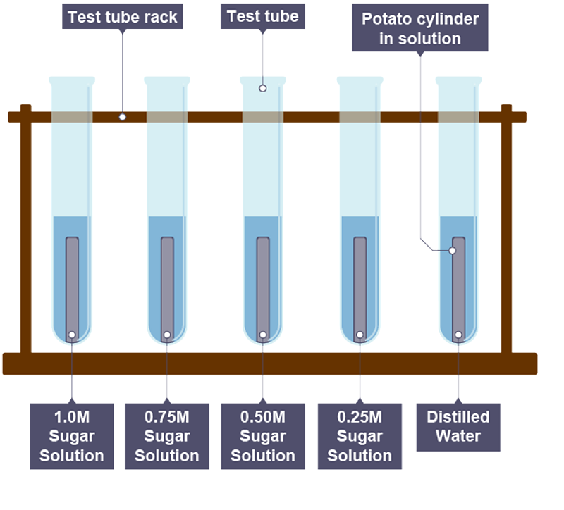 What is the role of osmosis in GCSE Biology? - BBC Bitesize