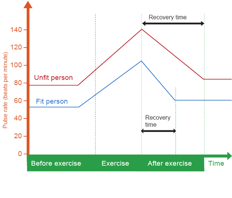What is the role of the circulatory system ? - BBC Bitesize