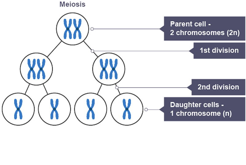 What are the different types of cell division in GCSE Biology? - BBC ...