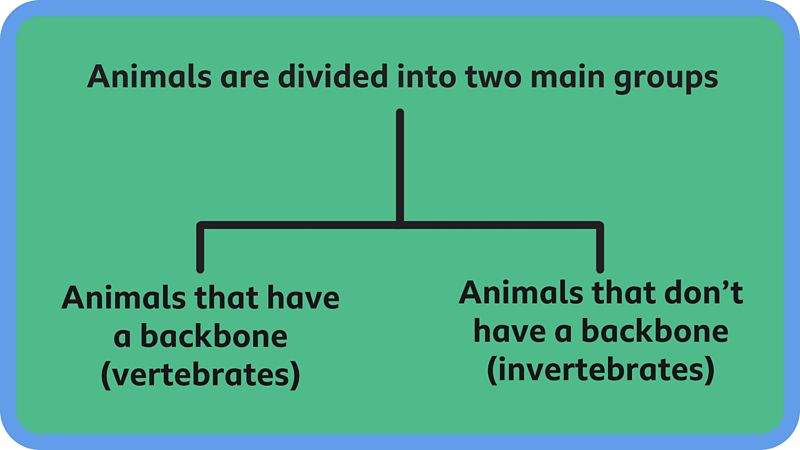 What is classification? – KS2 Science curriculum - BBC Bitesize