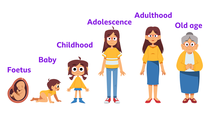 Changes in humans during their lifetime – KS2 Science curriculum - BBC ...