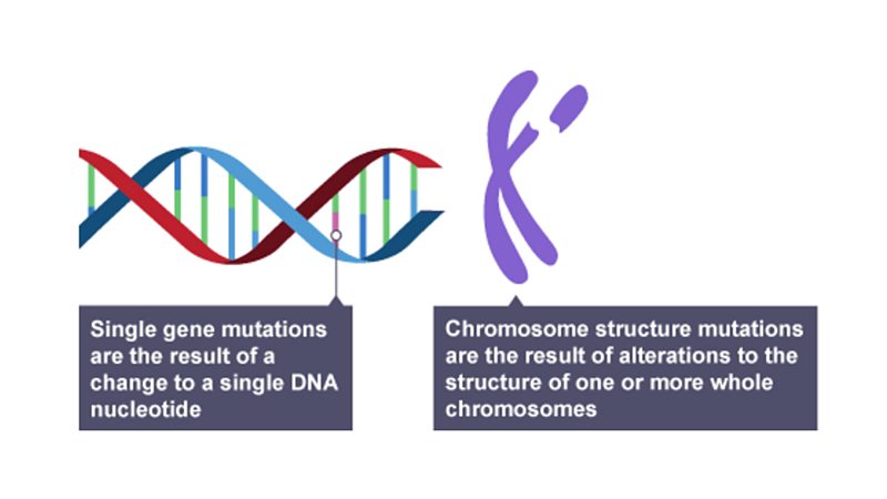 Higher Biology questions - Mutations - Higher biology revision - BBC ...