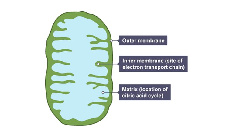Higher Human Biology questions - Cellular respiration - Higher Human ...