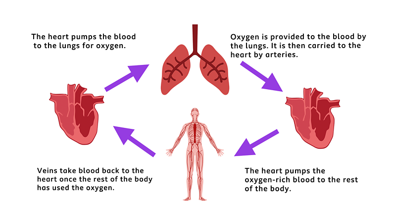 The circulatory system – KS2 Science curriculum - BBC Bitesize