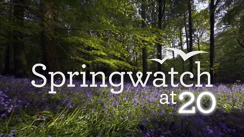 Springwatch - 20 - Canvas