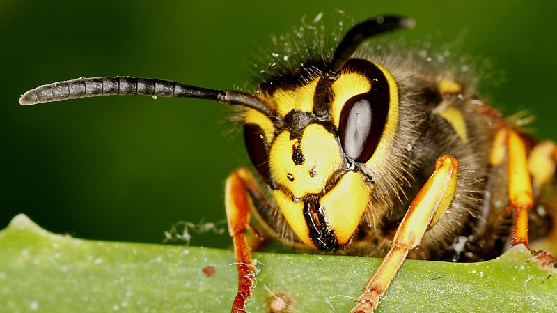 Why do wasps sting and how can you get rid of them? - BBC Bitesize