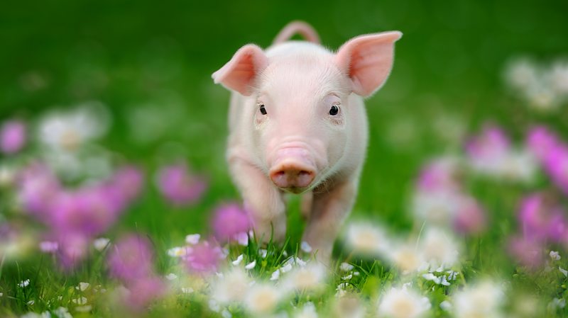 Can pigs look up and other super strange animal facts - BBC Bitesize