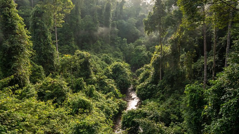 Jungle vs rainforest: Key differences explained - BBC Bitesize