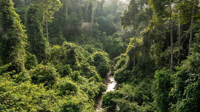 Jungle vs rainforest: Key differences explained - BBC Bitesize