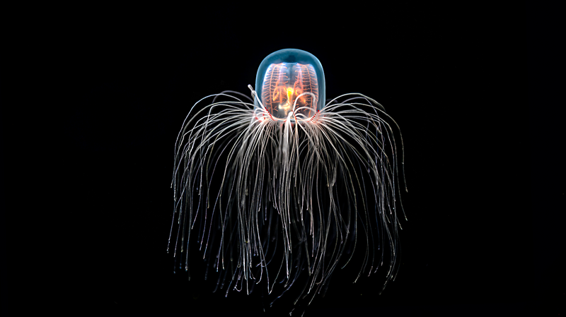 What are jellyfish fish and are they immortal? - BBC Bitesize